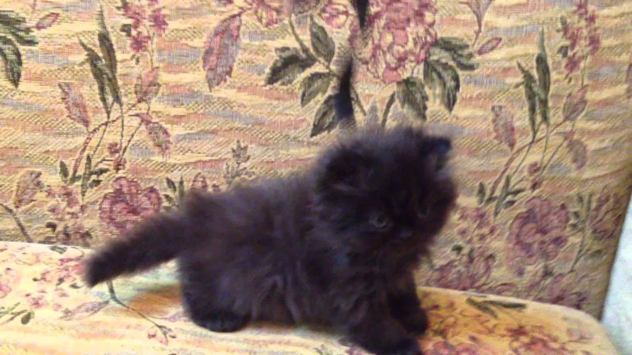 هاف بيكي | دليلك الشامل حول 6 صفات وتربية قطط Half Picky